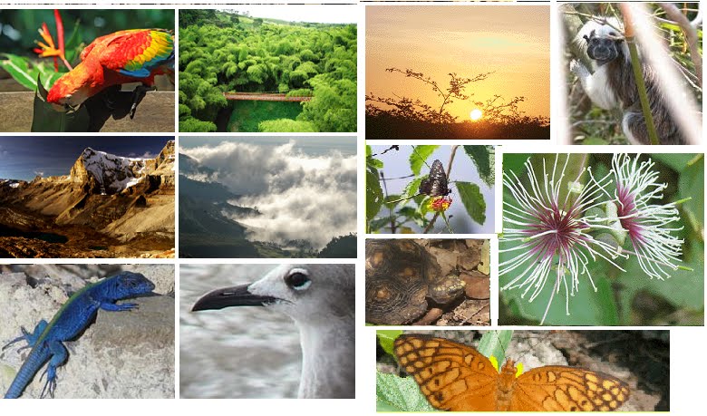 MEDIO AMBIENTE: UN PAIS MEGADIVERSO