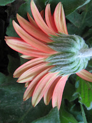 Fotografías y mas: Una bella rosa en el jardín