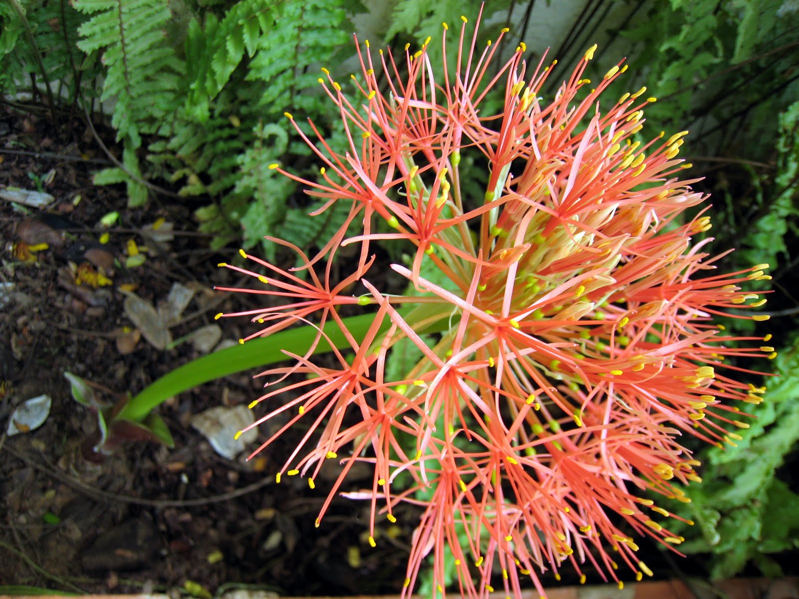 Fotografías y mas: Exotica Flor III