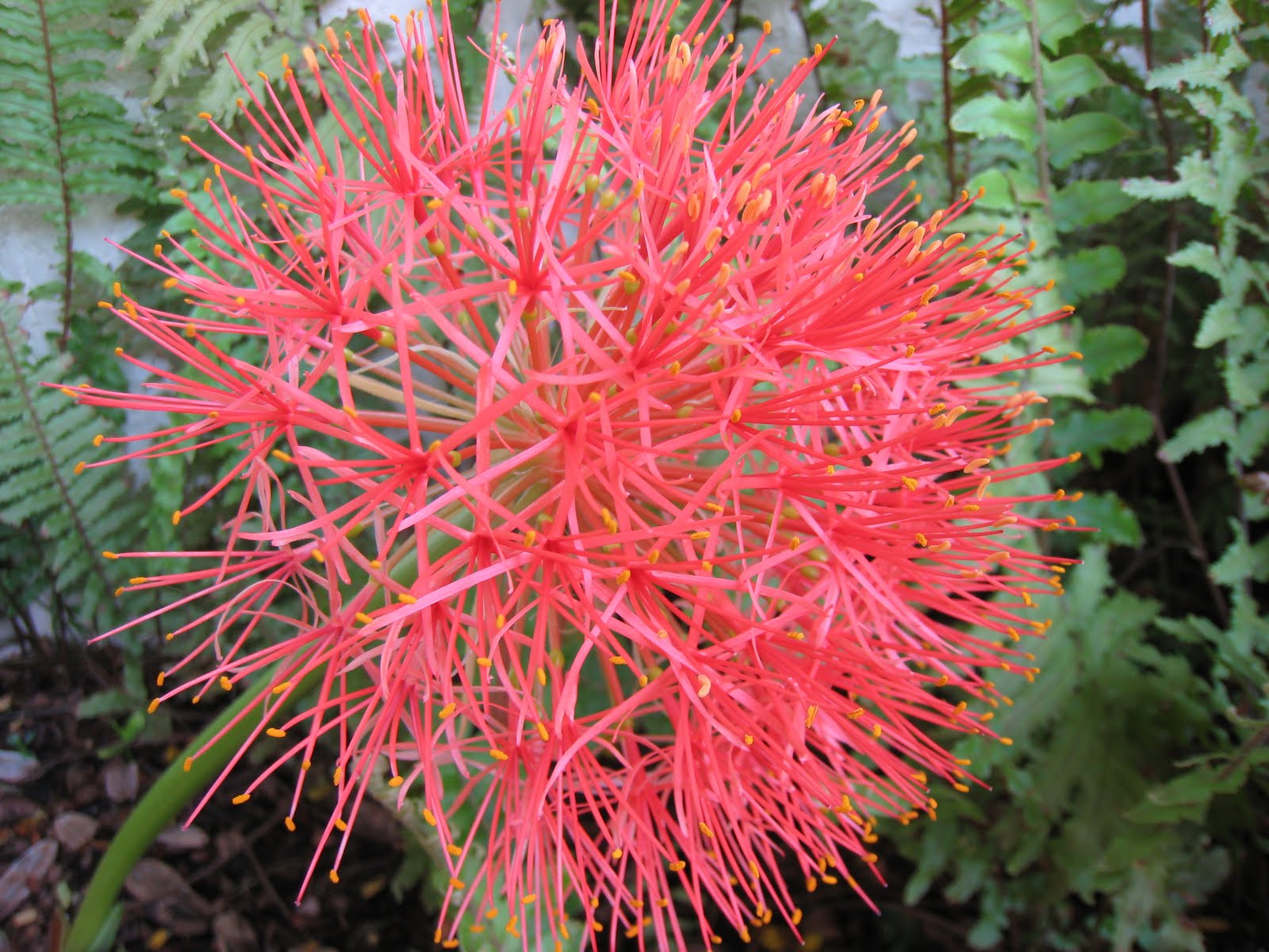 Fotografías y mas: Exotica Flor III