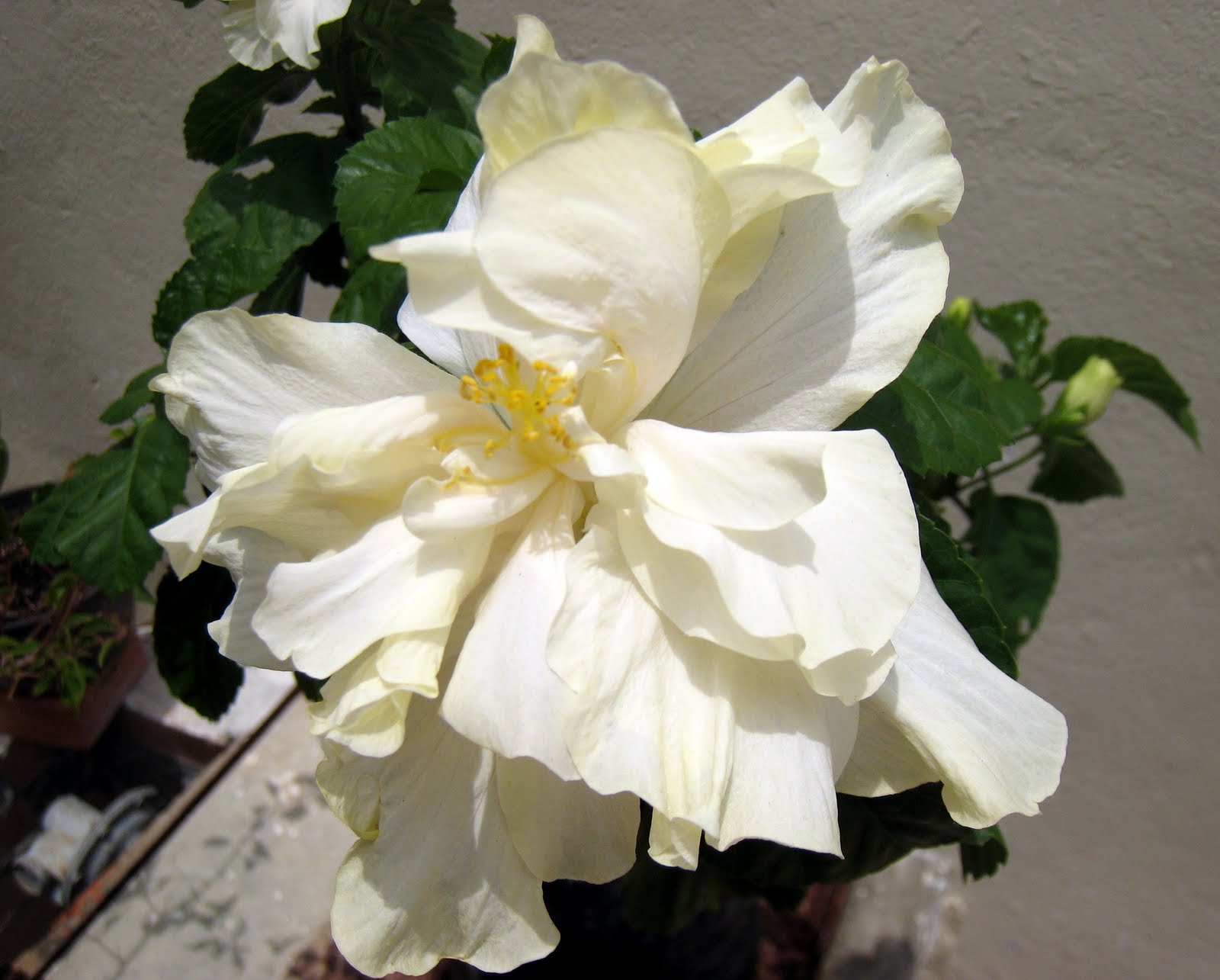 Fotografías y mas: Hibisco o Cayena Blanca