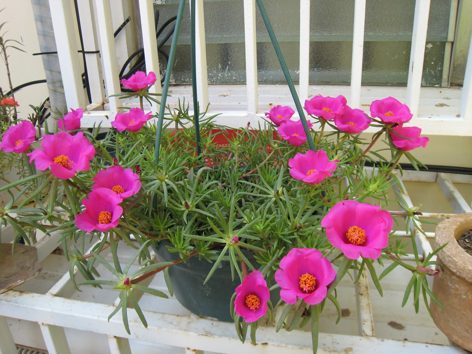 Fotografías y mas: Bella a las once II