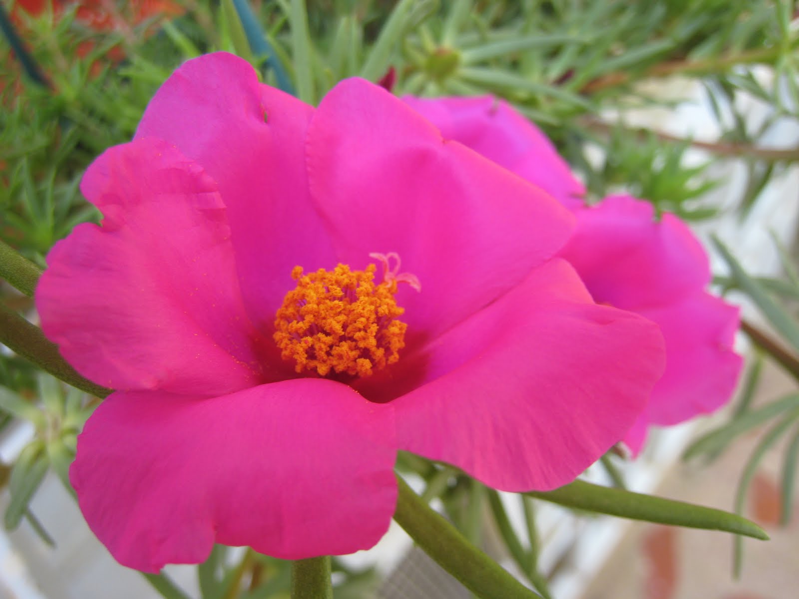 Fotografías y mas: Bella a las once II