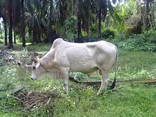 WAIZ BERKAT ENTERPRISE