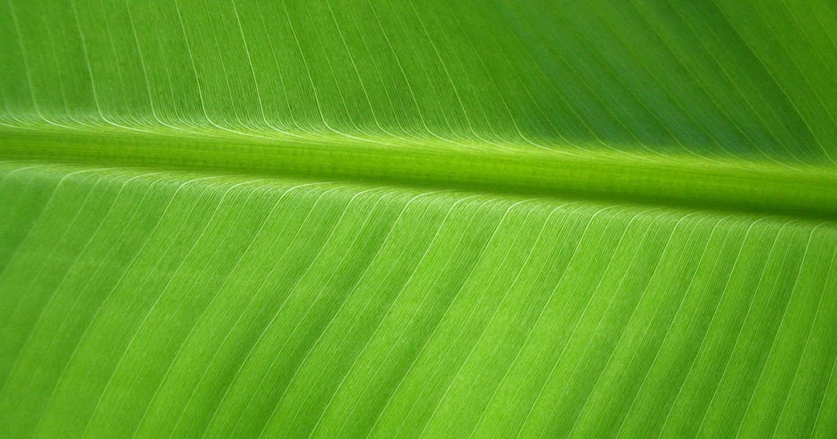 23+ Ide Populer Daun Pisang Wallpaper