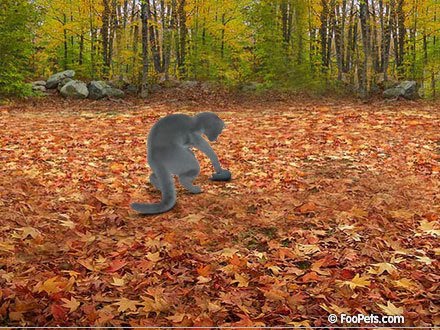 Animals Rule!: FooPets