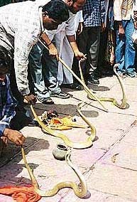 Nag Panchami Festival in Battis Shirala Village in Maharashtra 2021 ...