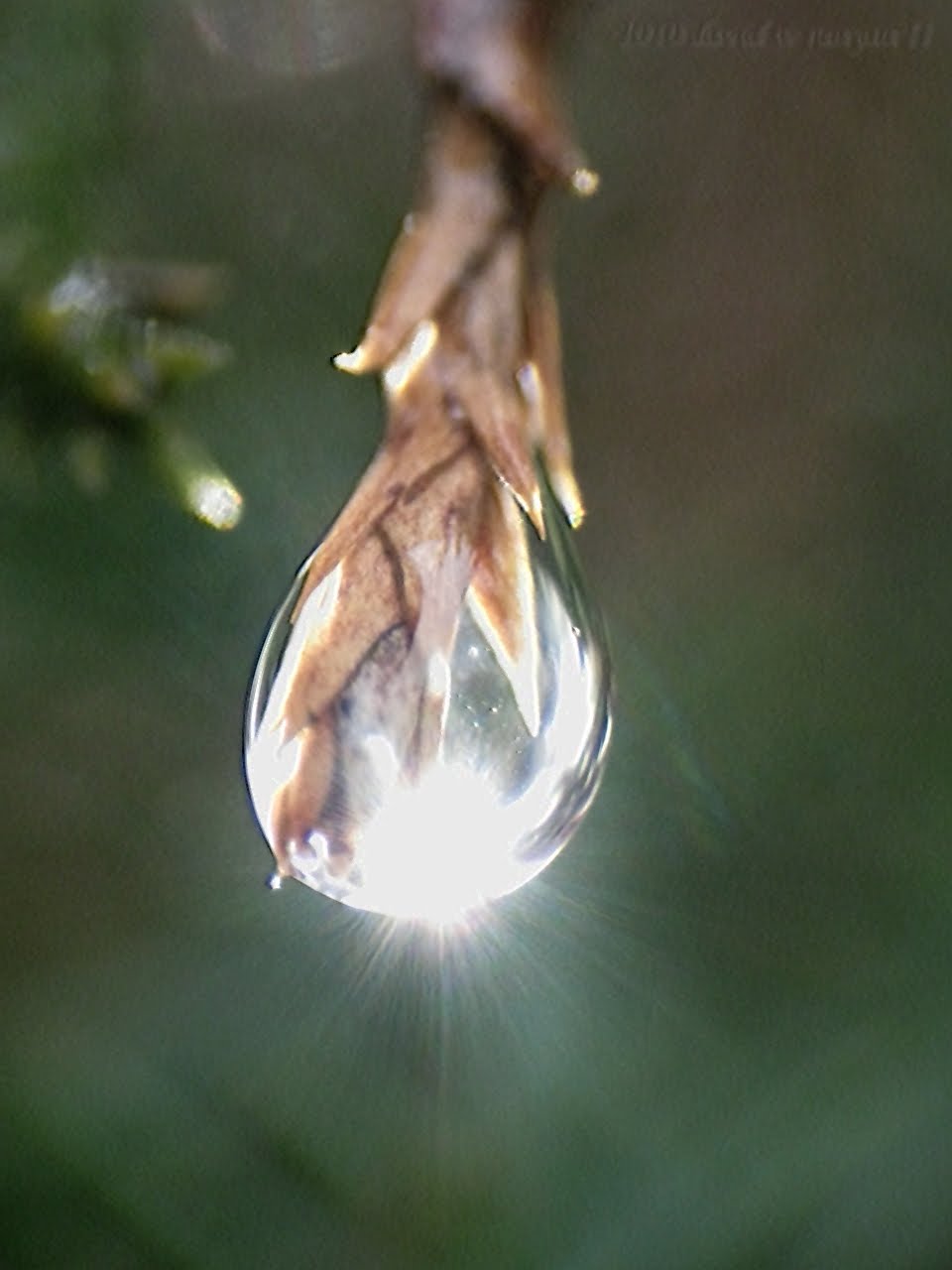 Near to Nature: Magnified Raindrops