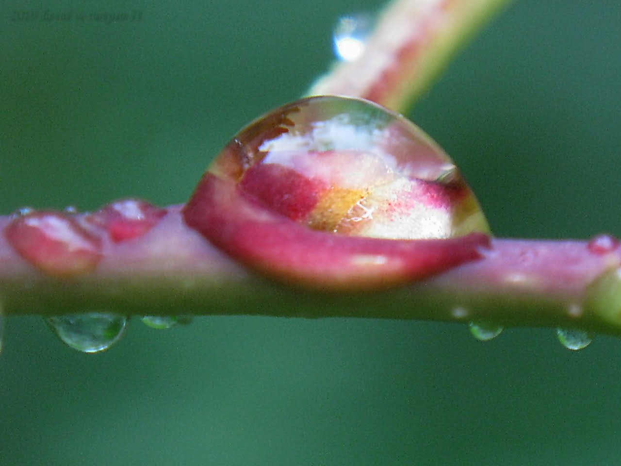 Near to Nature: Magnified Raindrops