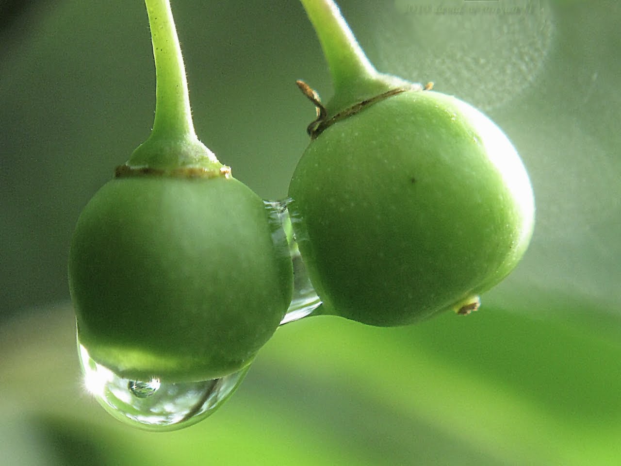Near to Nature: Magnified Raindrops