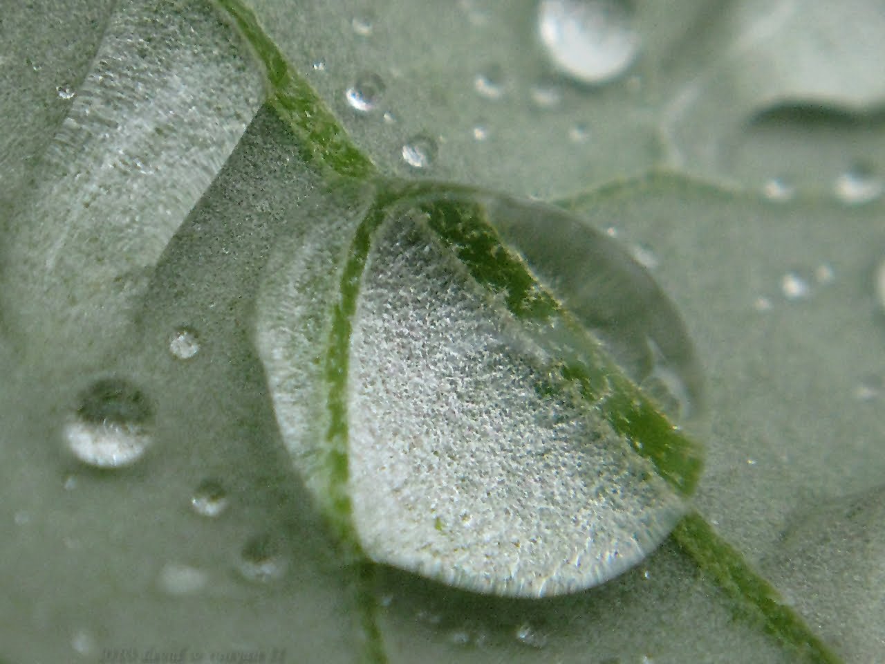 Near to Nature: Magnified Raindrops