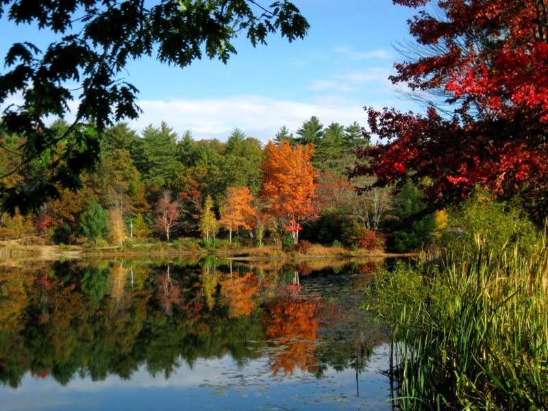 Near to Nature: Autumn Colors and Forest Vistas