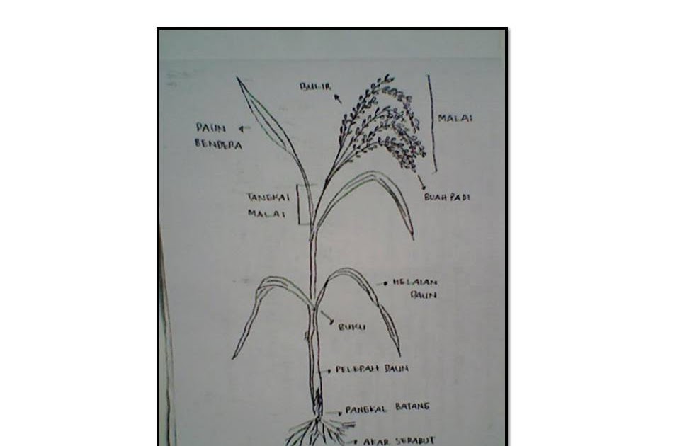 Morfologi Tanaman Padi