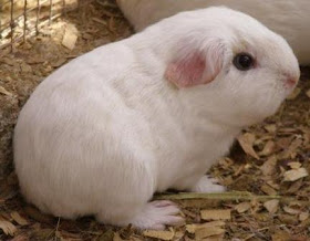 ANIMALES FOTOS DIBUJOS IMAGENES: FOTOS DEL CUY