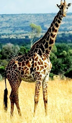 ANIMAL PLANET 3000: Fotos de Jirafas, Origen;Historia