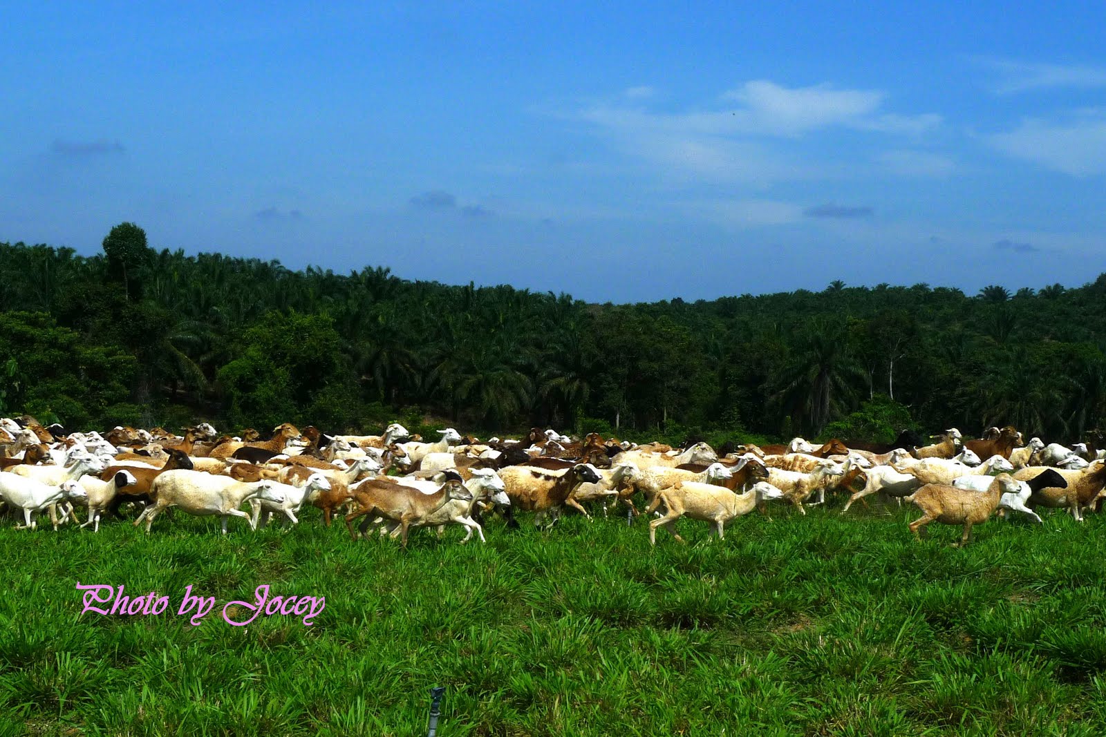 UK Farm - Kluang, Johor | 悠游FUN