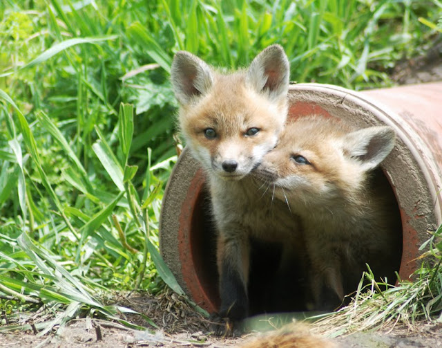 Explore Missouri: Red Fox