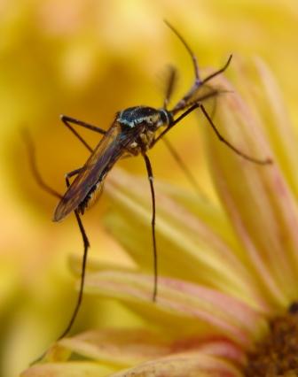 MObugs: Elephant Mosquito