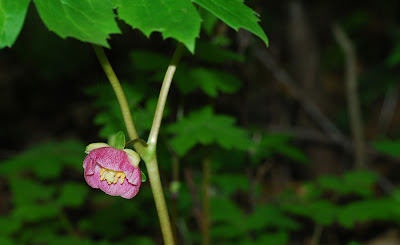 Explore Missouri: Mayapple