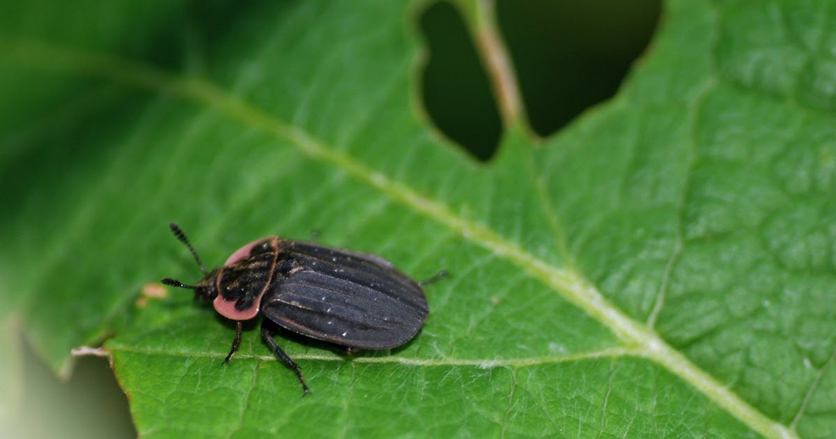 MObugs: Margined Carrion Beetle