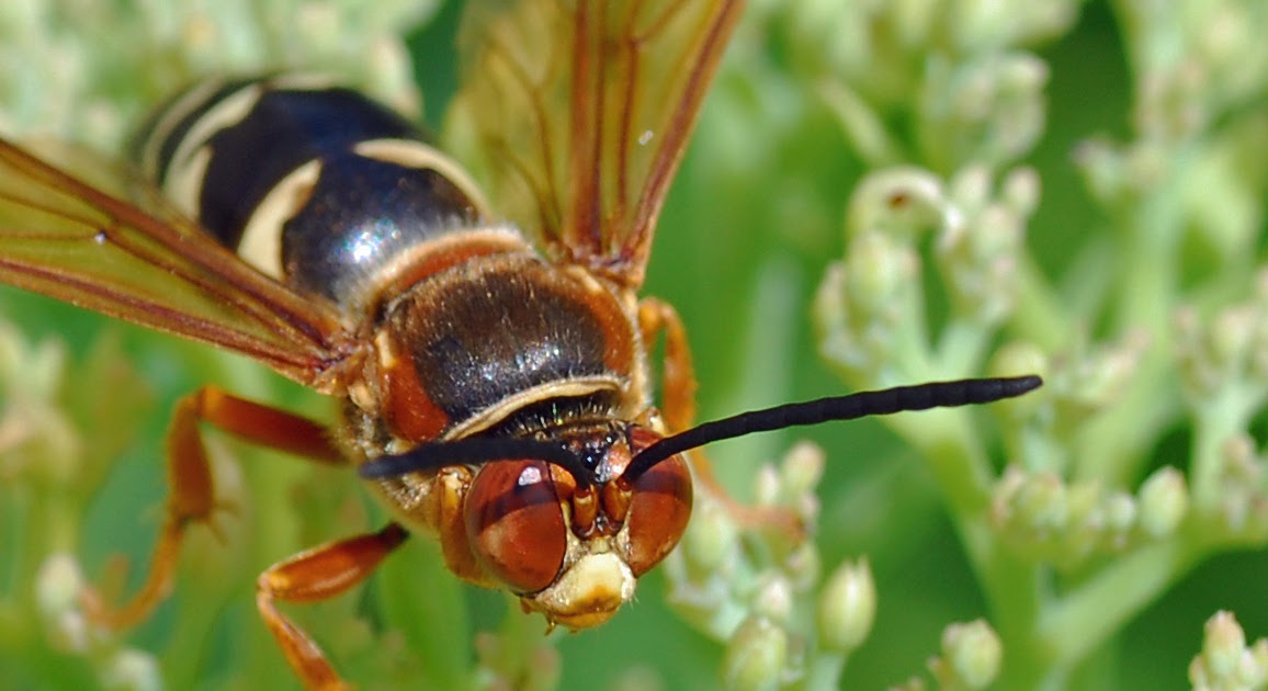 MObugs: Eastern Cicada Killer
