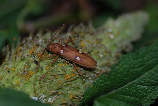 MObugs: Ivory-Marked Beetle