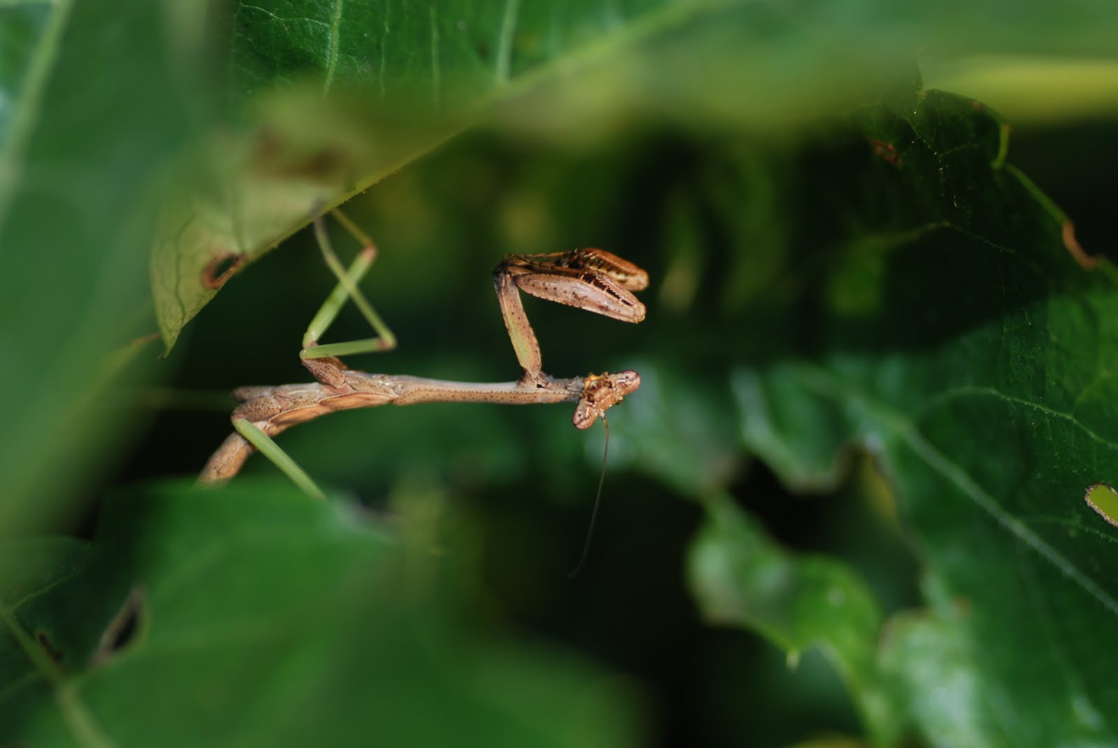 MObugs: Carolina Mantid