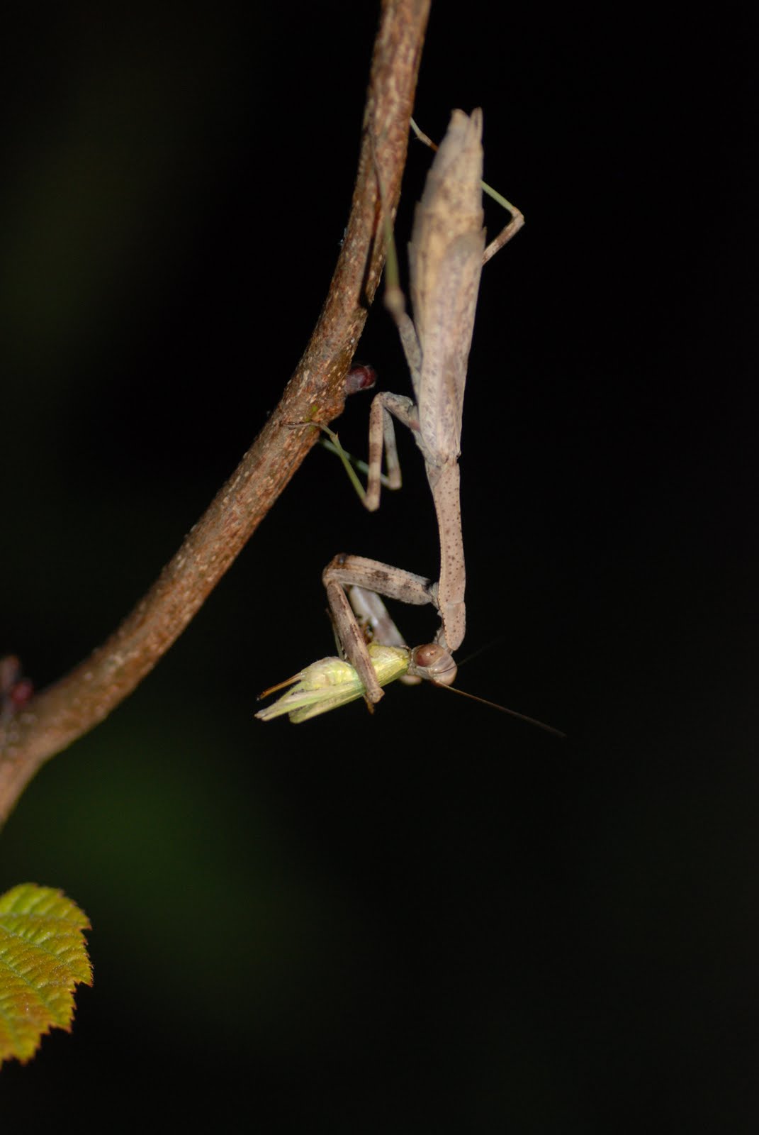 MObugs: Carolina Mantid