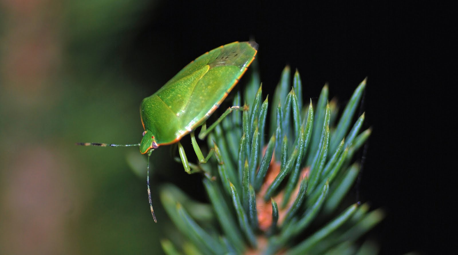 MObugs: Green Stink Bug