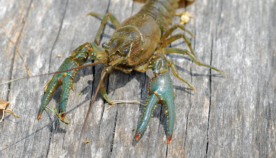 MObugs: Crawdad