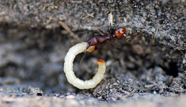 MObugs: Spiny-Waisted Ant