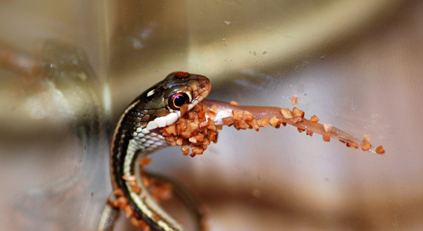 MObugs: Eastern Ribbon Snakes