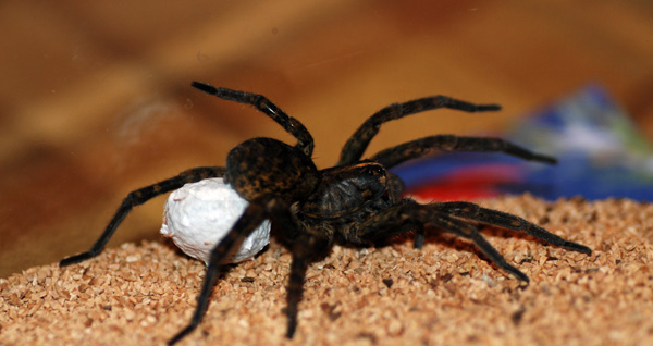 MObugs: Wolf Spiders