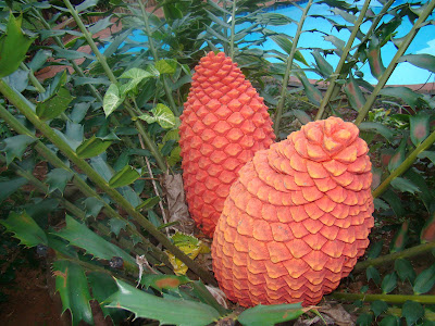 Anil: Broodbome in our garden