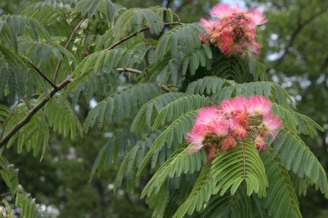 The Prairie Coast Art, Handcrafted Arts and Happenings Blog: Mimosa ...