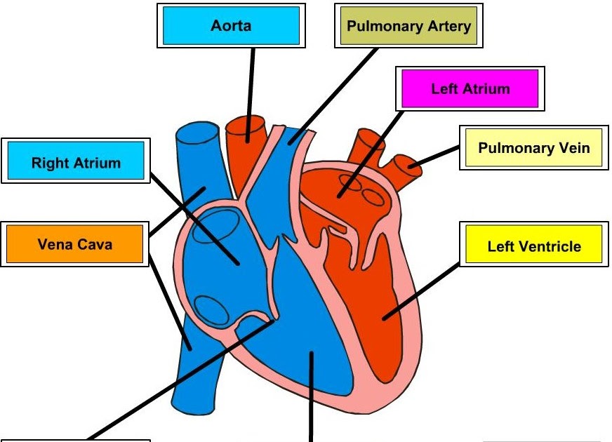 ATELIER WEB 2.0: Anatomie umană : Inima