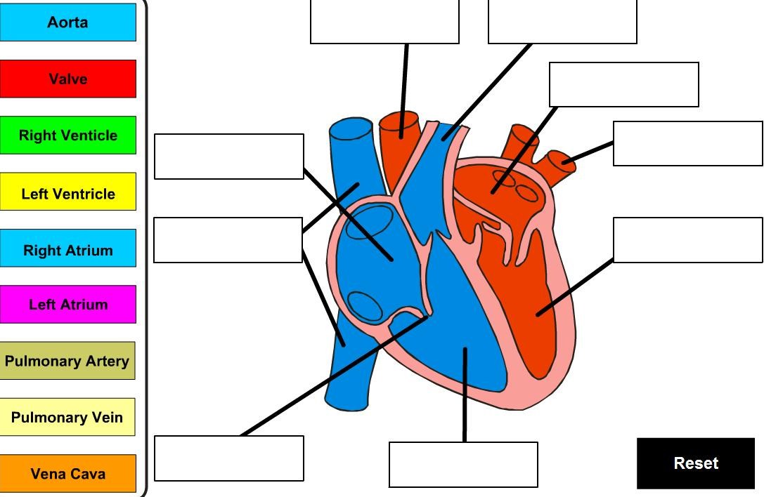 ATELIER WEB 2.0: Anatomie umană : Inima