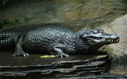 Ao°w Djo°w«╝: Animais Gigantes da Amazônia