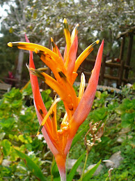 "MIS PLANTAS en Panamá"