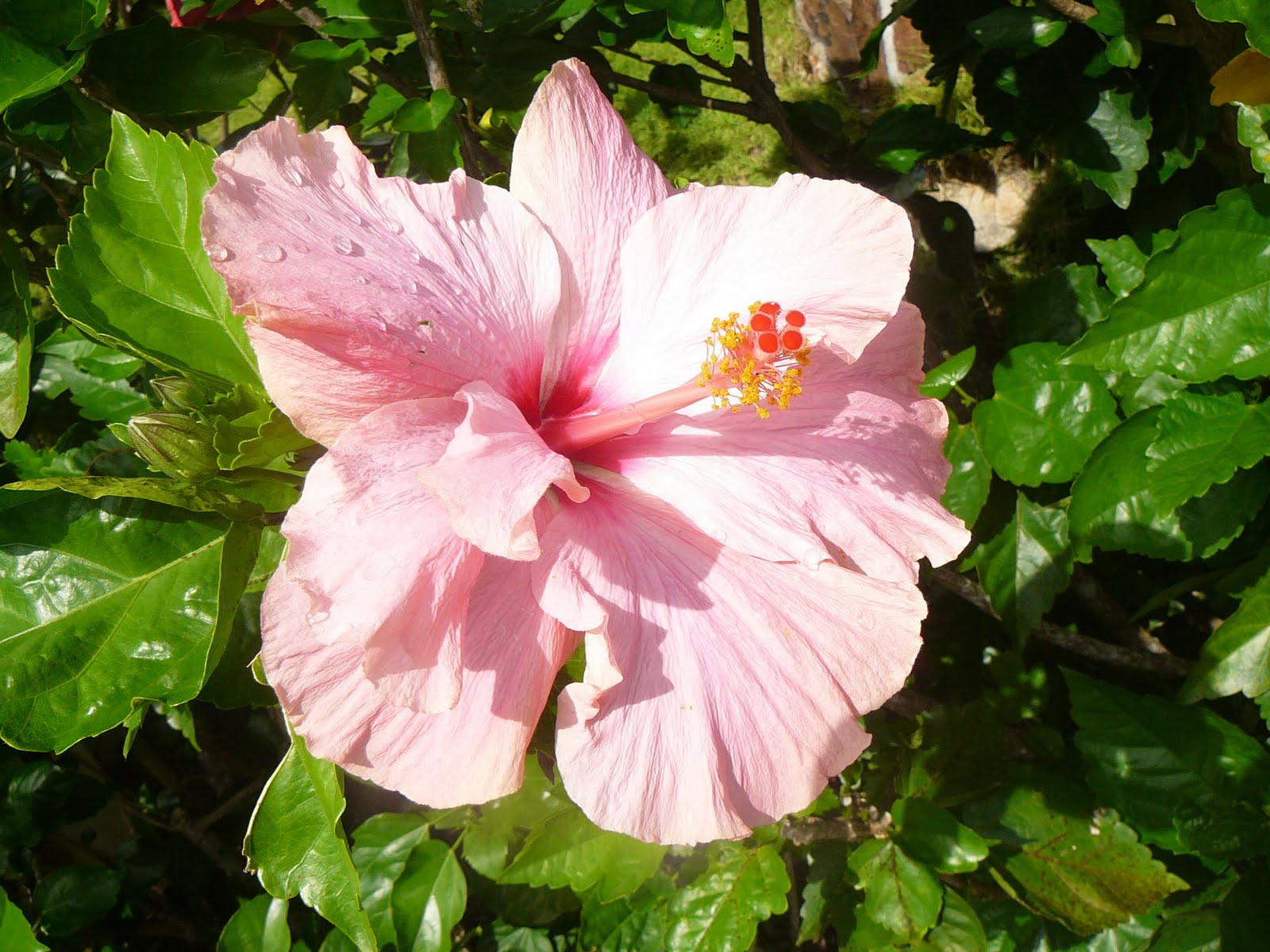 "MIS PLANTAS en Panamá": Flor de Papo