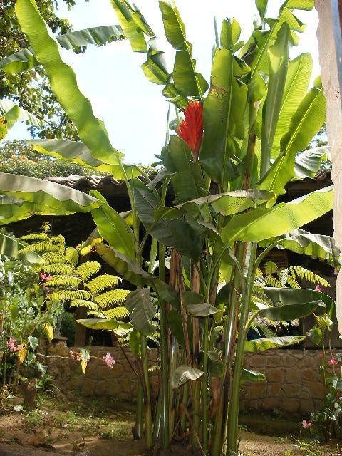 "MIS PLANTAS en Panamá": Scarlet banana heliconia (Musa Coccinea)