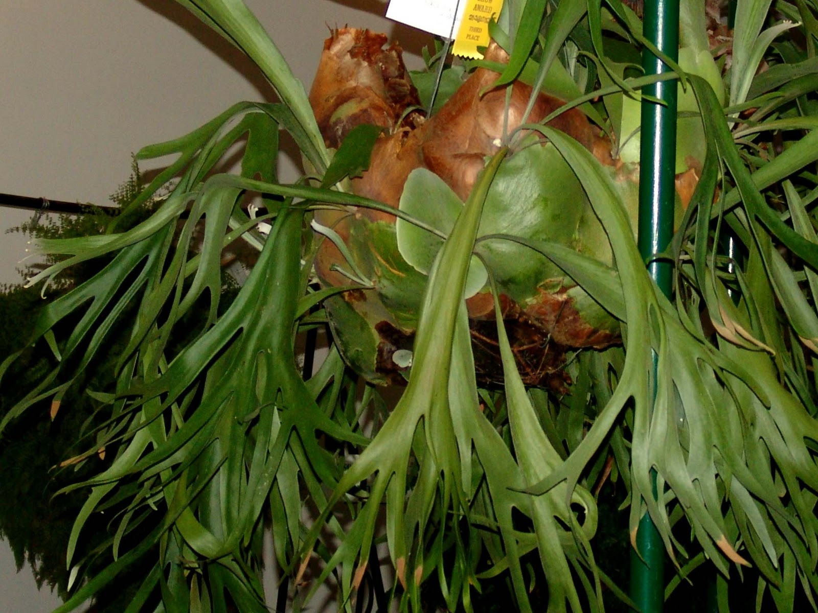 "MIS PLANTAS en Panamá": Cuerno de Alce: Platycerium