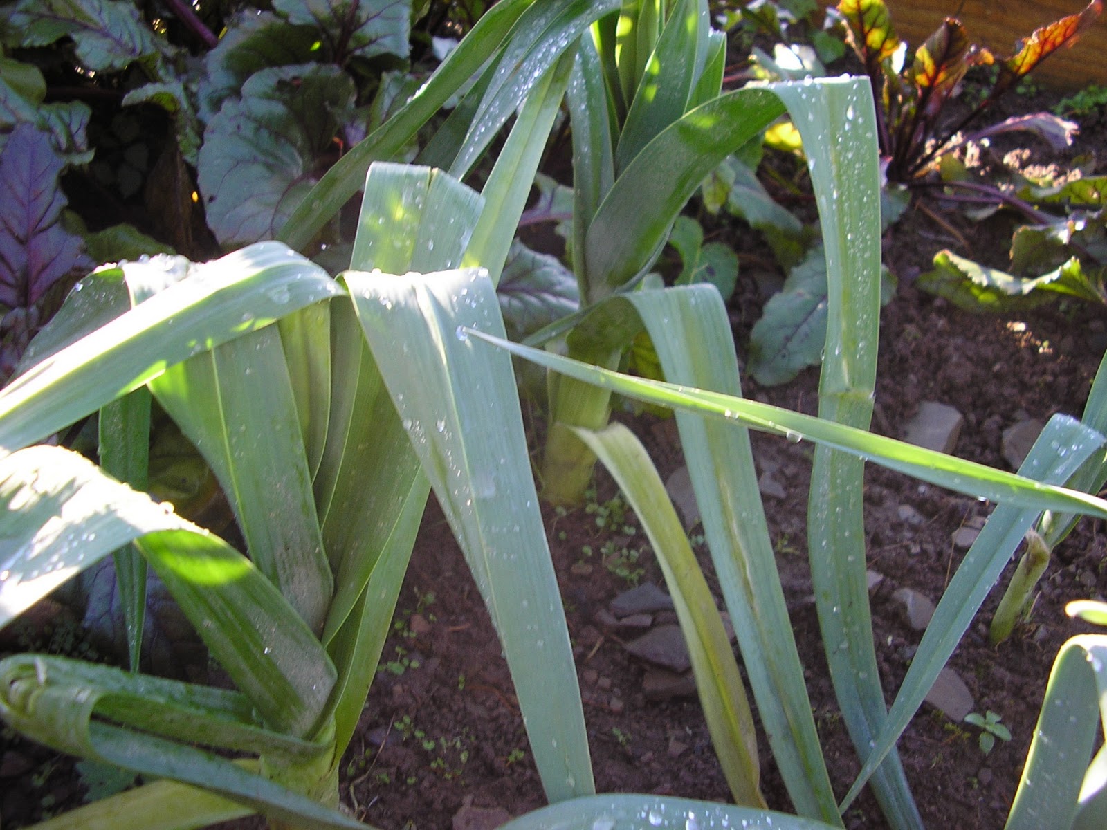 How to Grow LeeksGreenside Up