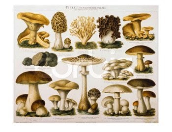 Biologia: Fungi - Filo Ascomycota (ascomicetos)