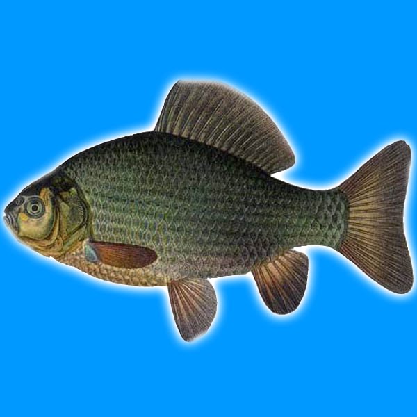 CumSePescuieste: CARASUL (Carassius auratus)