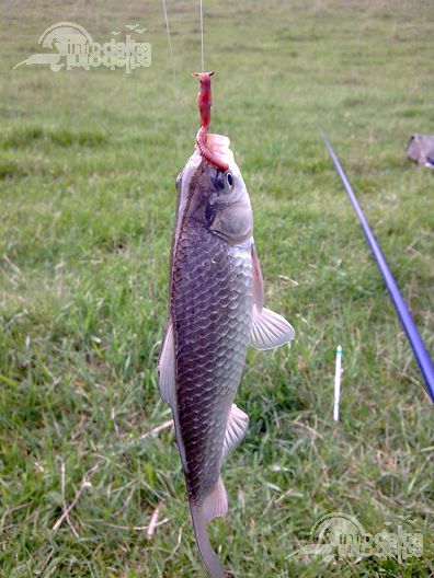 CumSePescuieste: CARASUL (Carassius auratus)