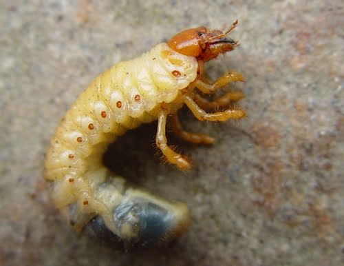 CumSePescuieste: Momeli Vii!