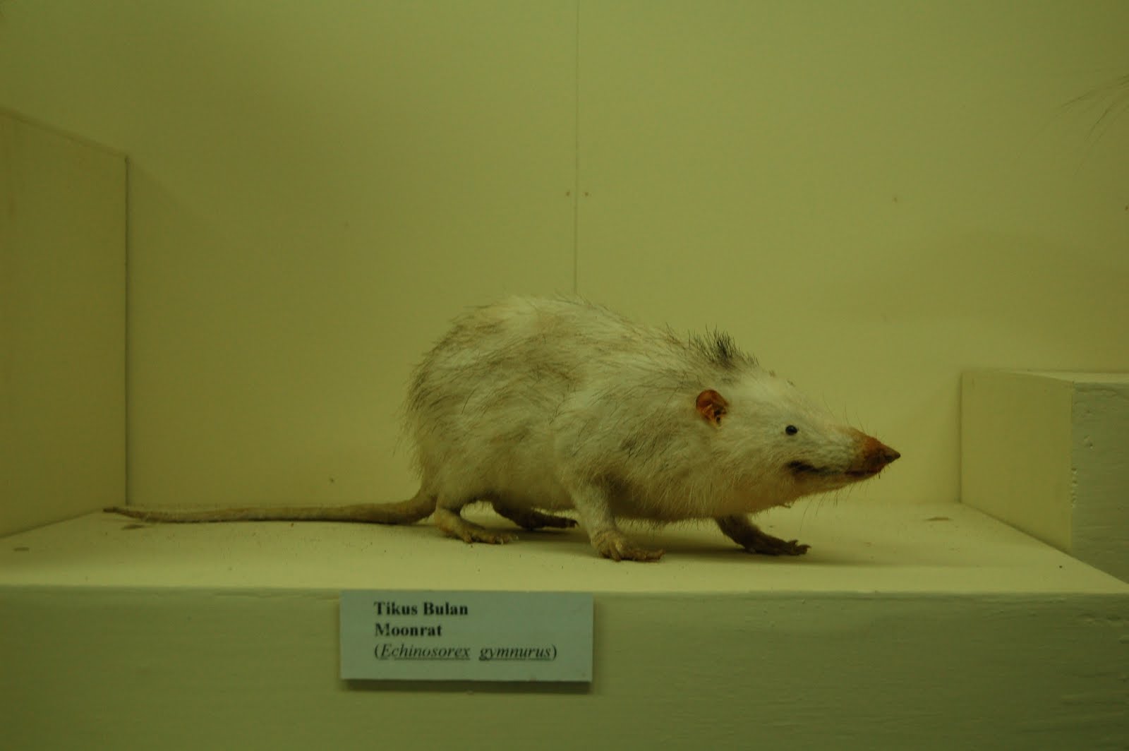 My Bleedin Art: Strange Curiosities in Sabah, Borneo
