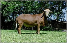 Mascotas, perros, gatos y todo tipo de animales: Pellybuey: ovinos