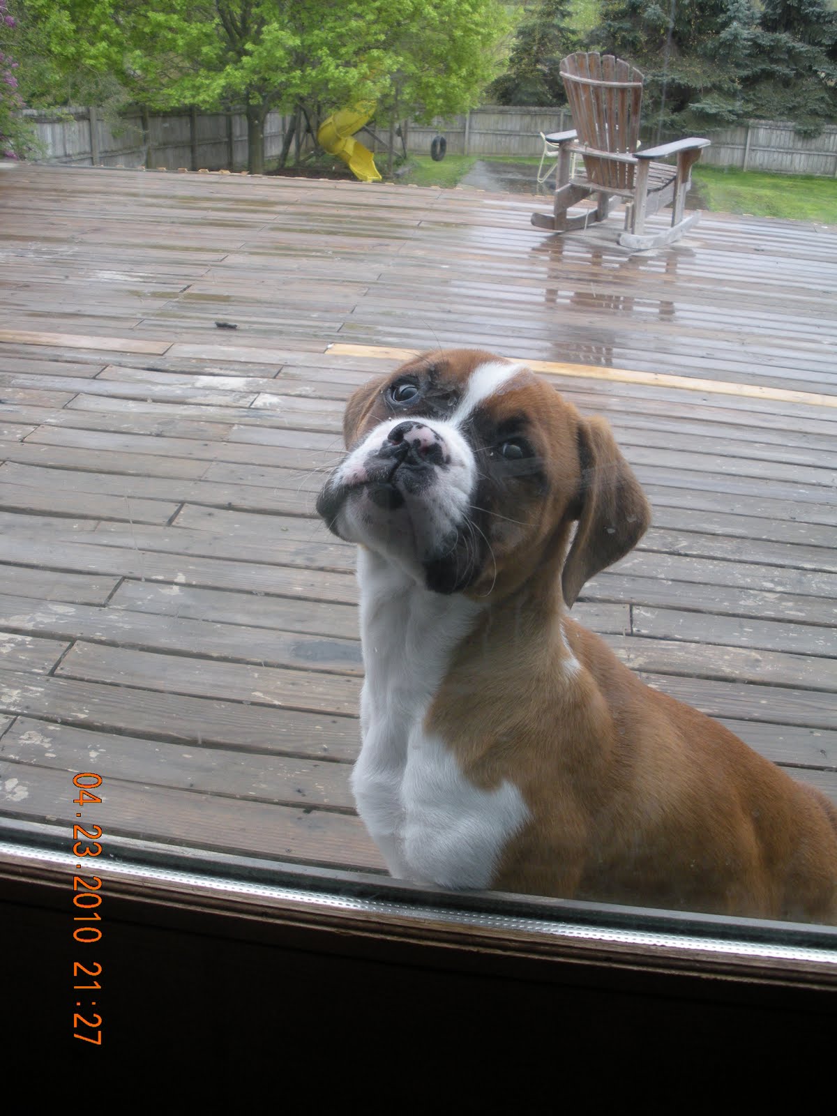 Lucy, Duke & Their Humans: Little Boxer- Big Boxer Attitude!